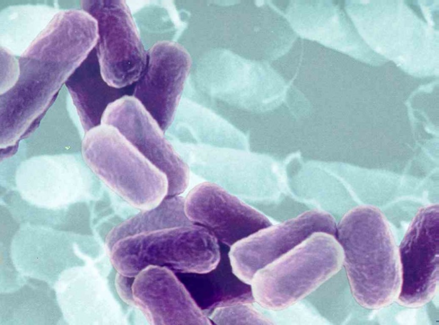 Bacteria multirresistente | Somos Pacientes